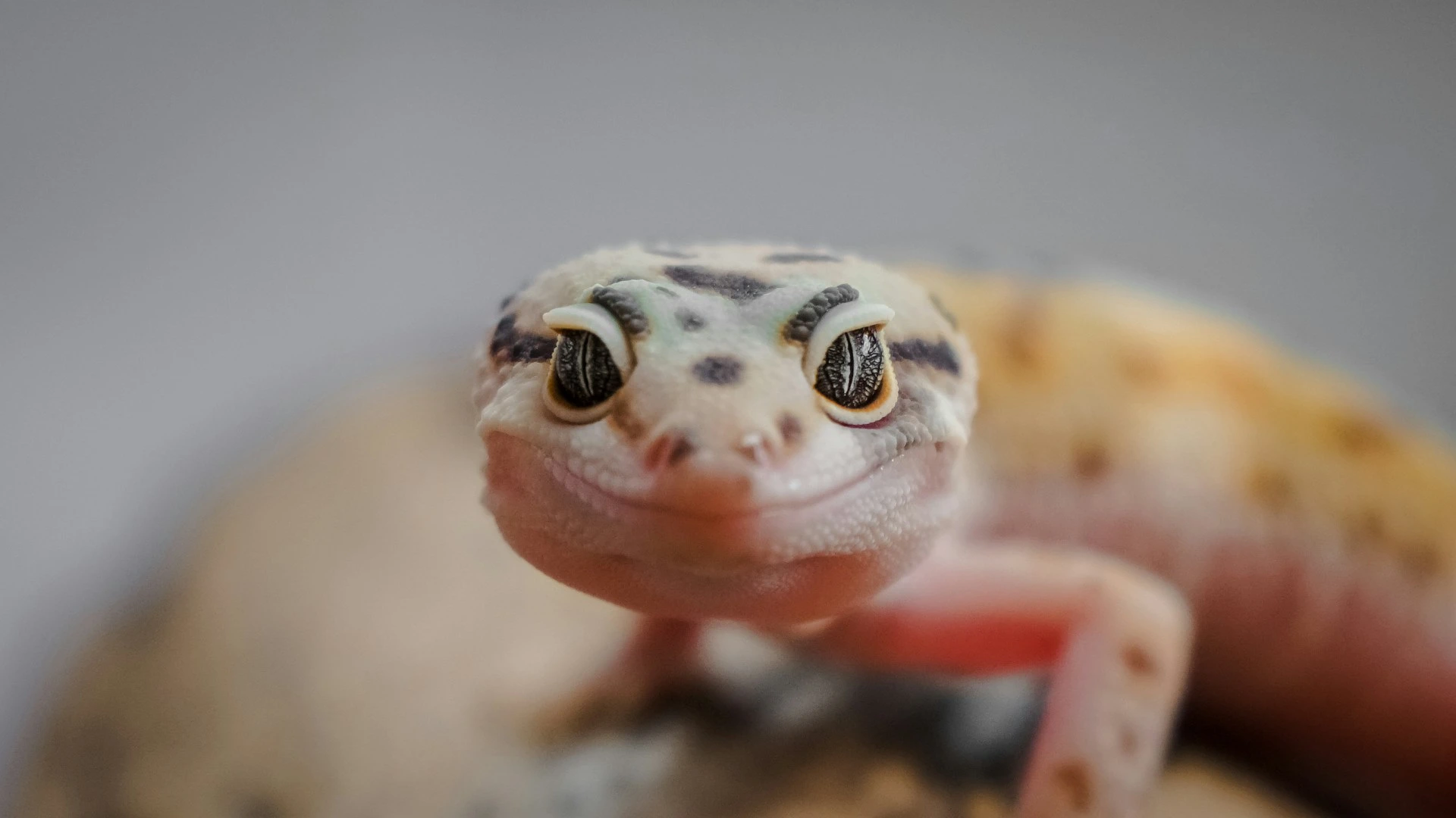 How to Tell If A Reptile Is Dehydrated | Dakota Hills Vets